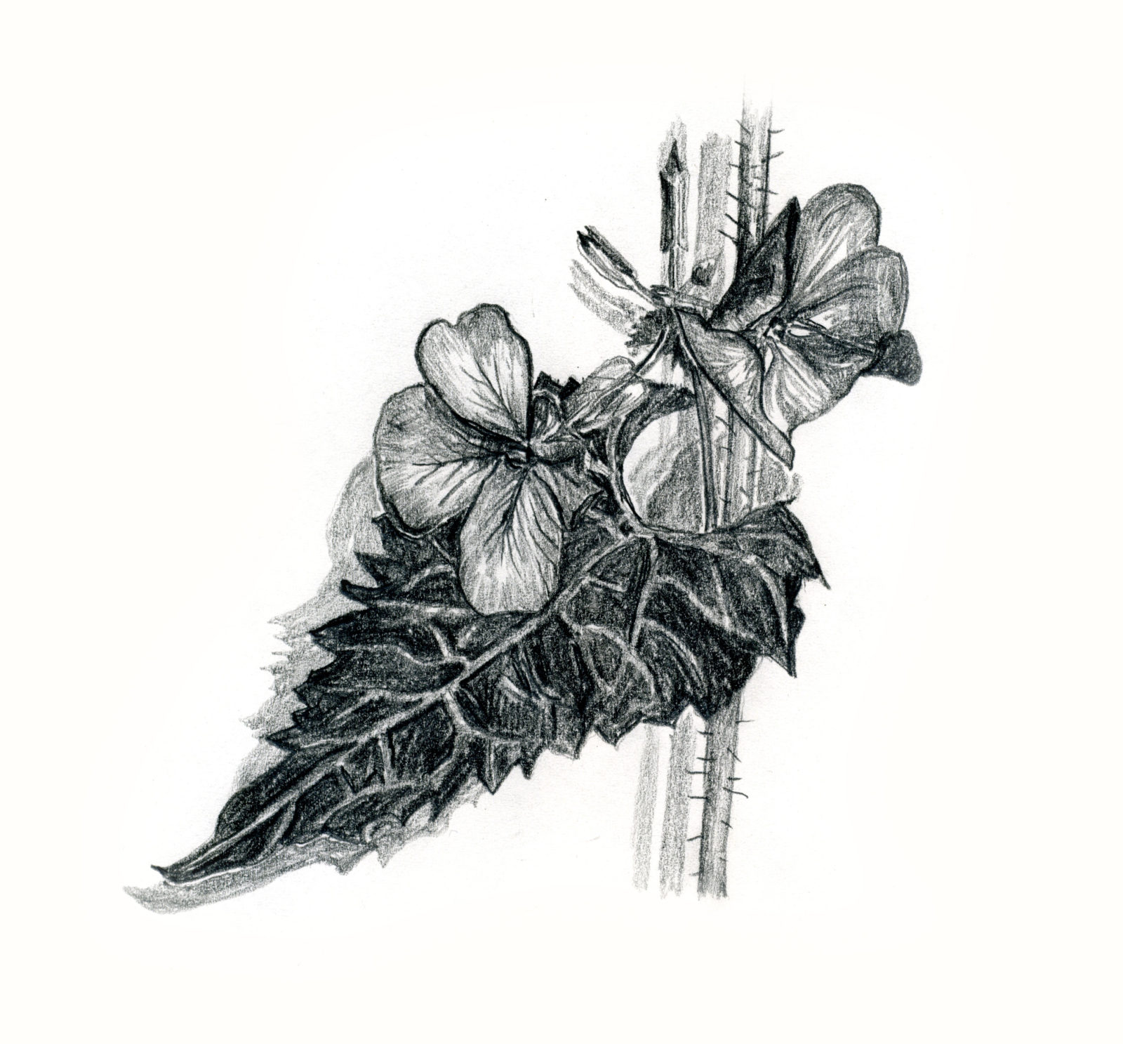 Sue Flowers – Green Close