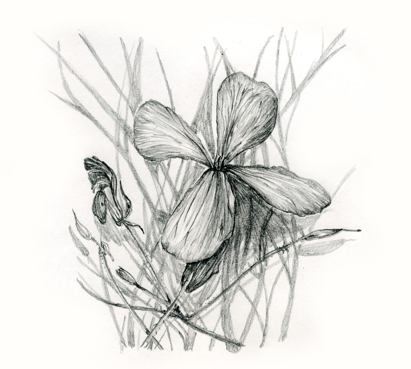 Sue Flowers – Green Close